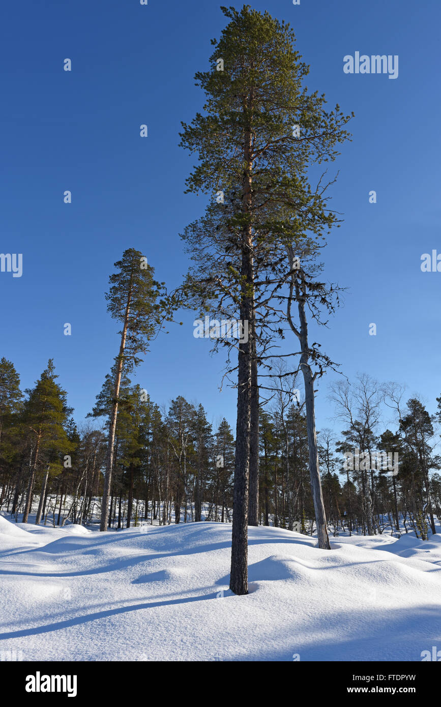 Winter landscape on Lake Inari in Finland Stock Photo - Alamy