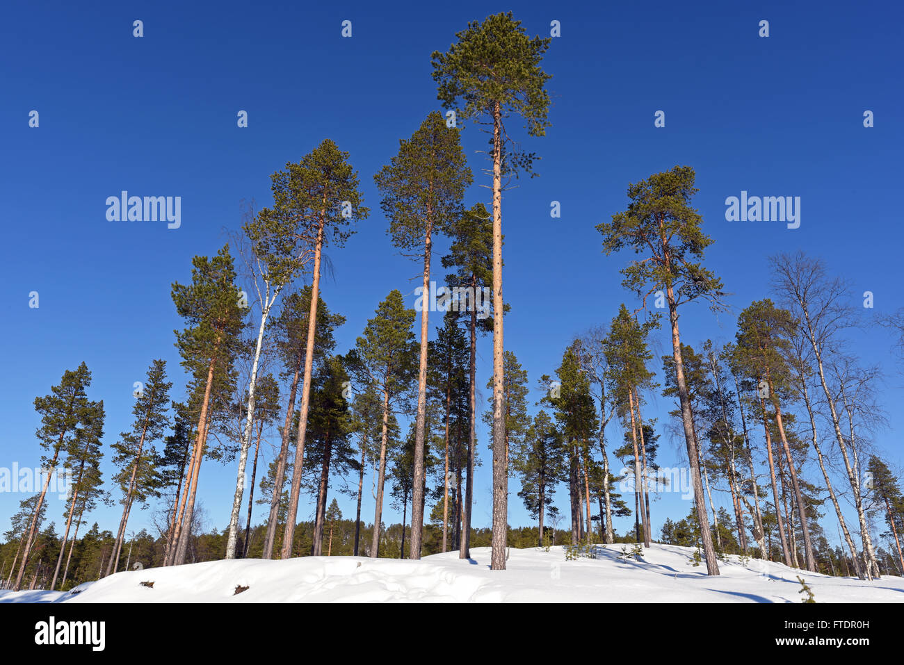 Winter landscape on Lake Inari in Finland Stock Photo - Alamy