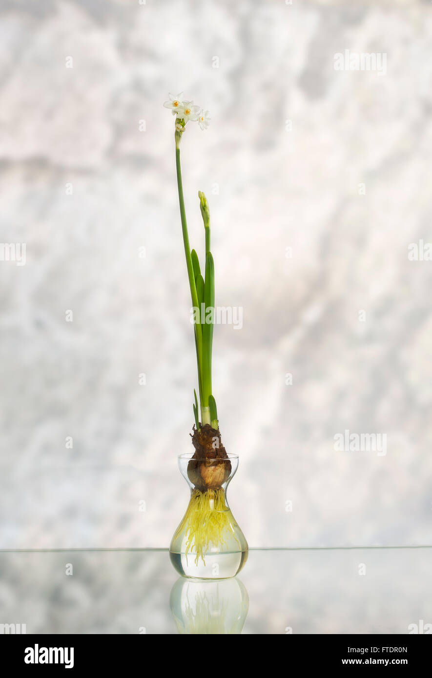 Plant flower roots hi-res stock photography and images - Alamy