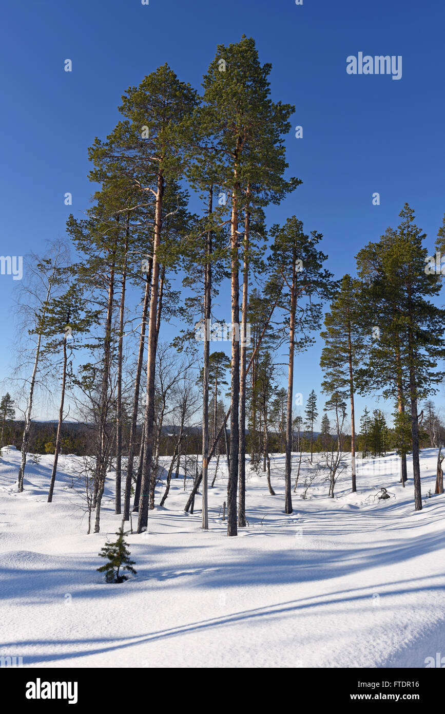 Winter landscape on Lake Inari in Finland Stock Photo - Alamy