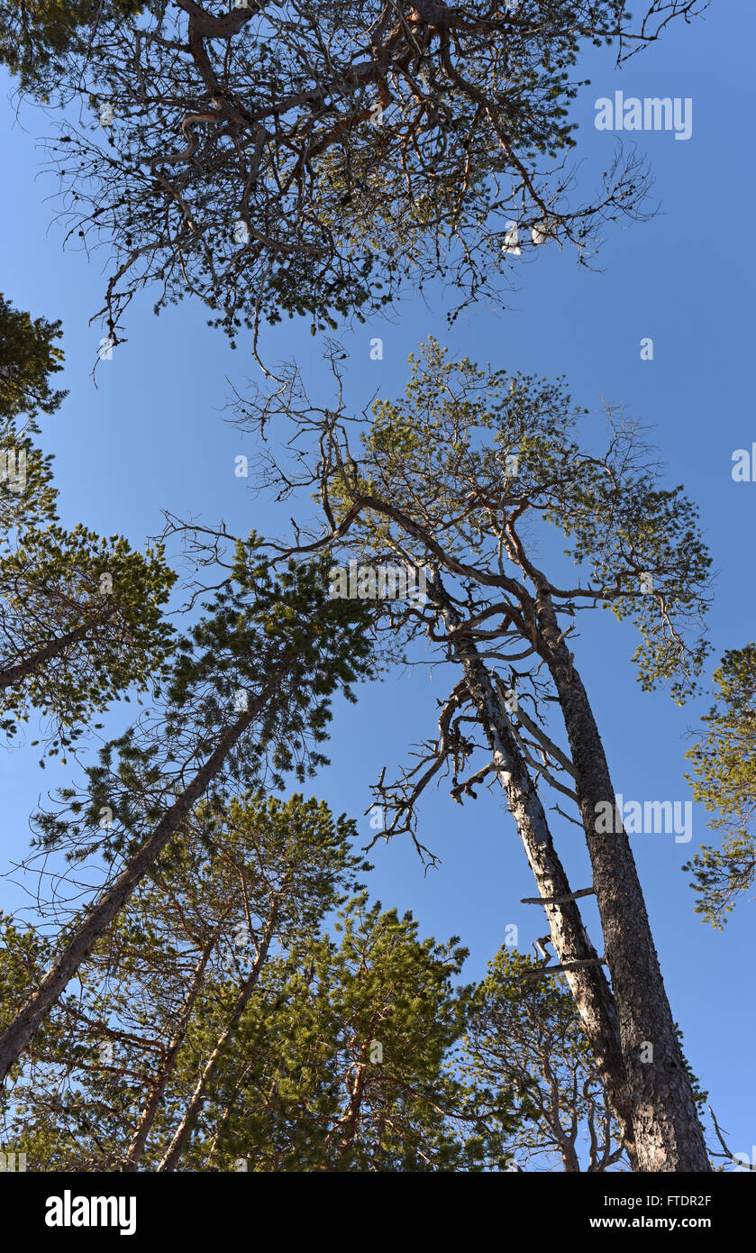 In the Taiga Forest looking up at converging pine trees, Lake Inari in ...