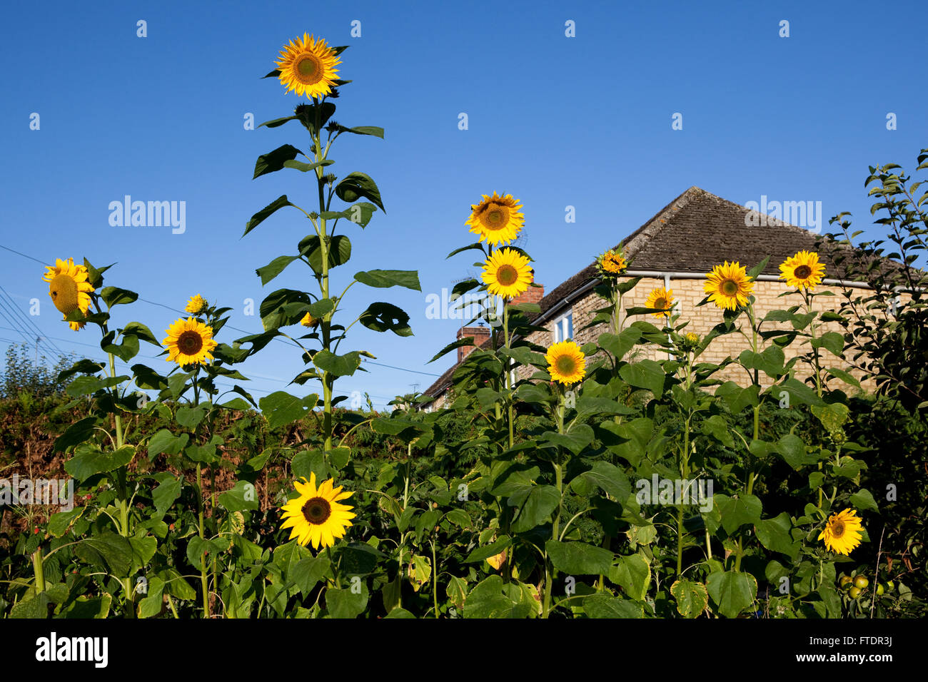 Tall sunflowers hi-res stock photography and images - Alamy
