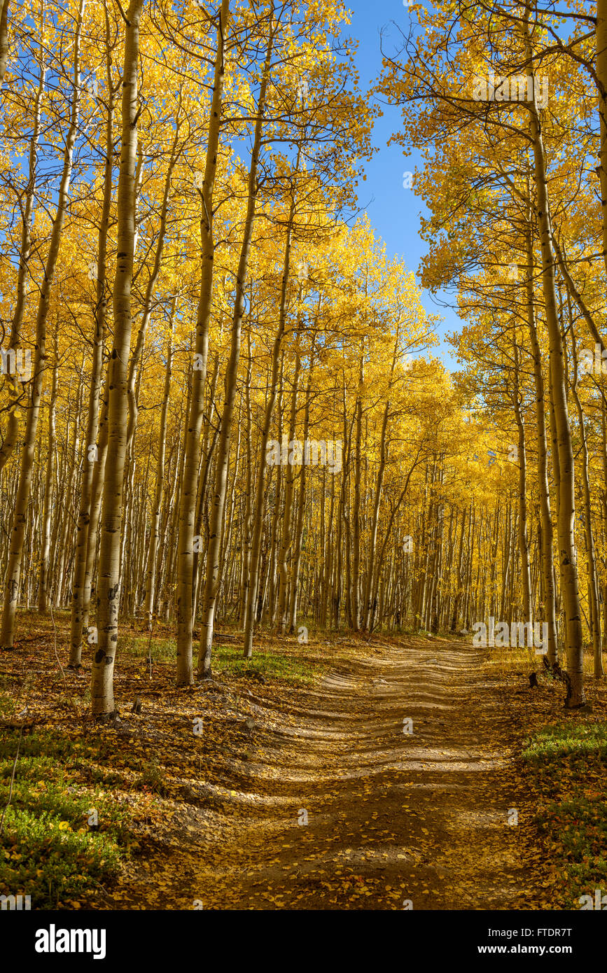Dense grove hi-res stock photography and images - Alamy