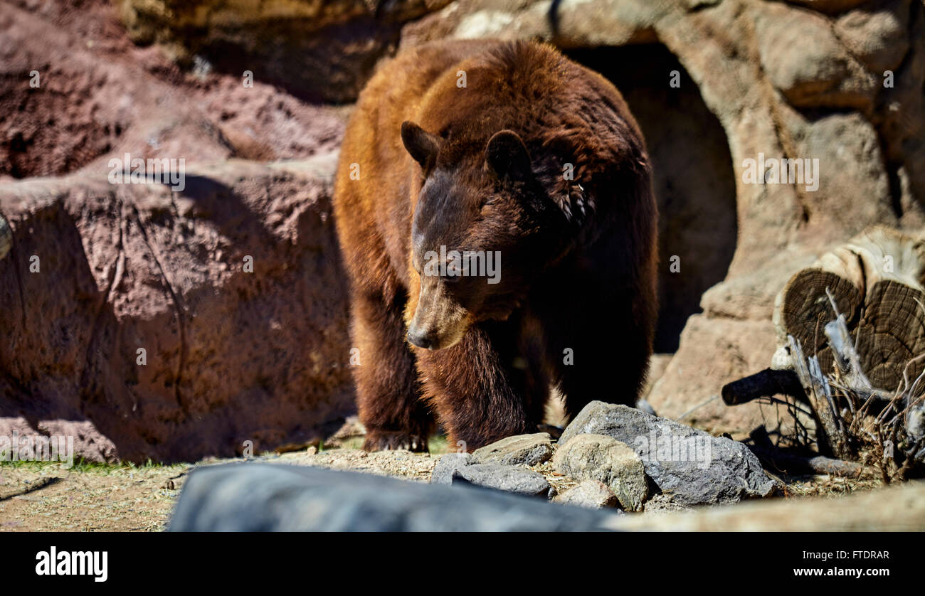 Bear looking over shoulder hi-res stock photography and images - Alamy