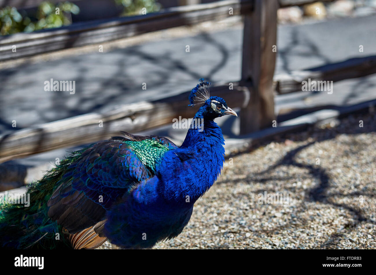 Peacock standing in the Sun Stock Photo - Alamy