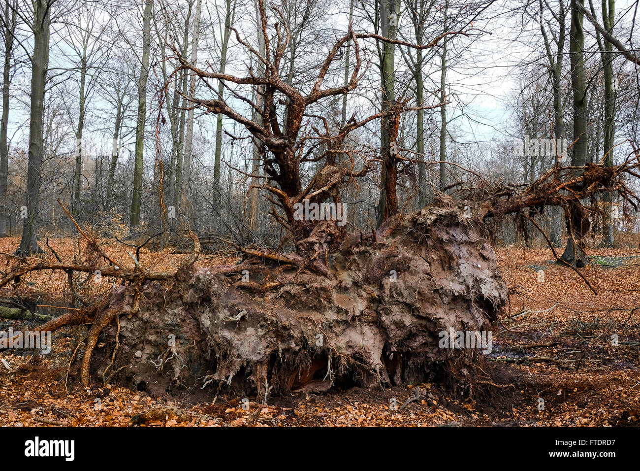Fallen pine tree hi-res stock photography and images - Alamy