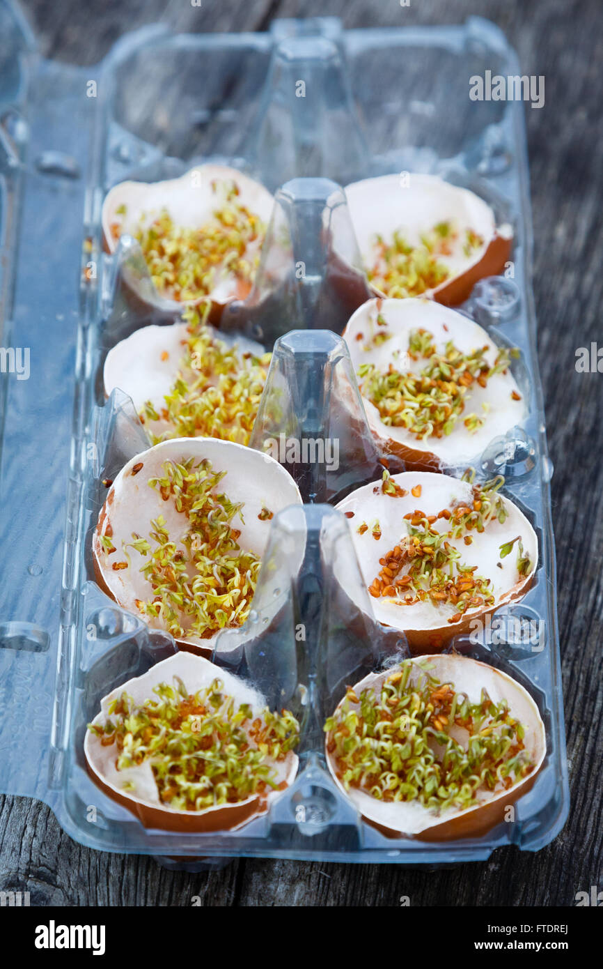 Cress sprouts in the shell of the egg Stock Photo - Alamy