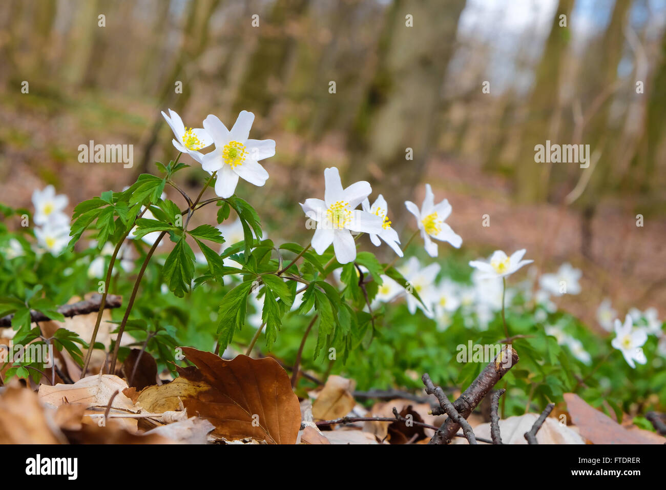 Wild growing anemones on a wood floor in a danish forest Stock Photo ...