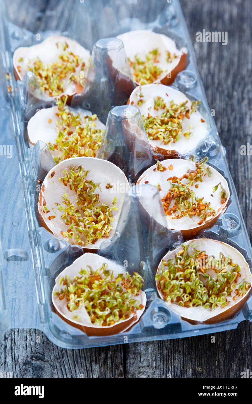 Cress sprouts in the shell of the egg Stock Photo - Alamy