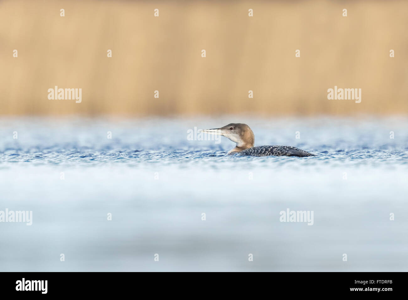 Common loon (Gavia immer) also known as the great northern diver or ...