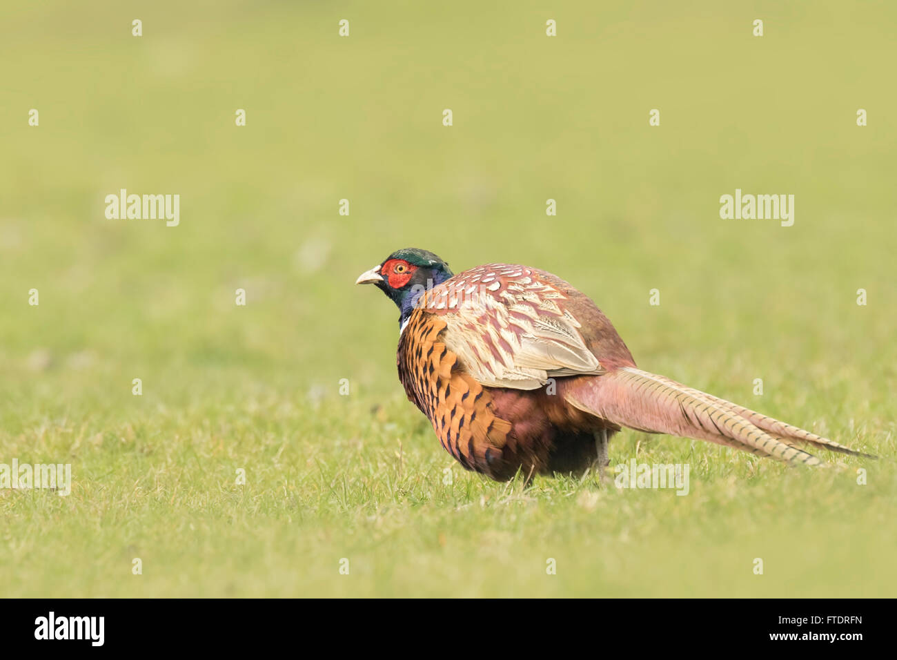 Male pheasant walking through a field Stock Photo - Alamy