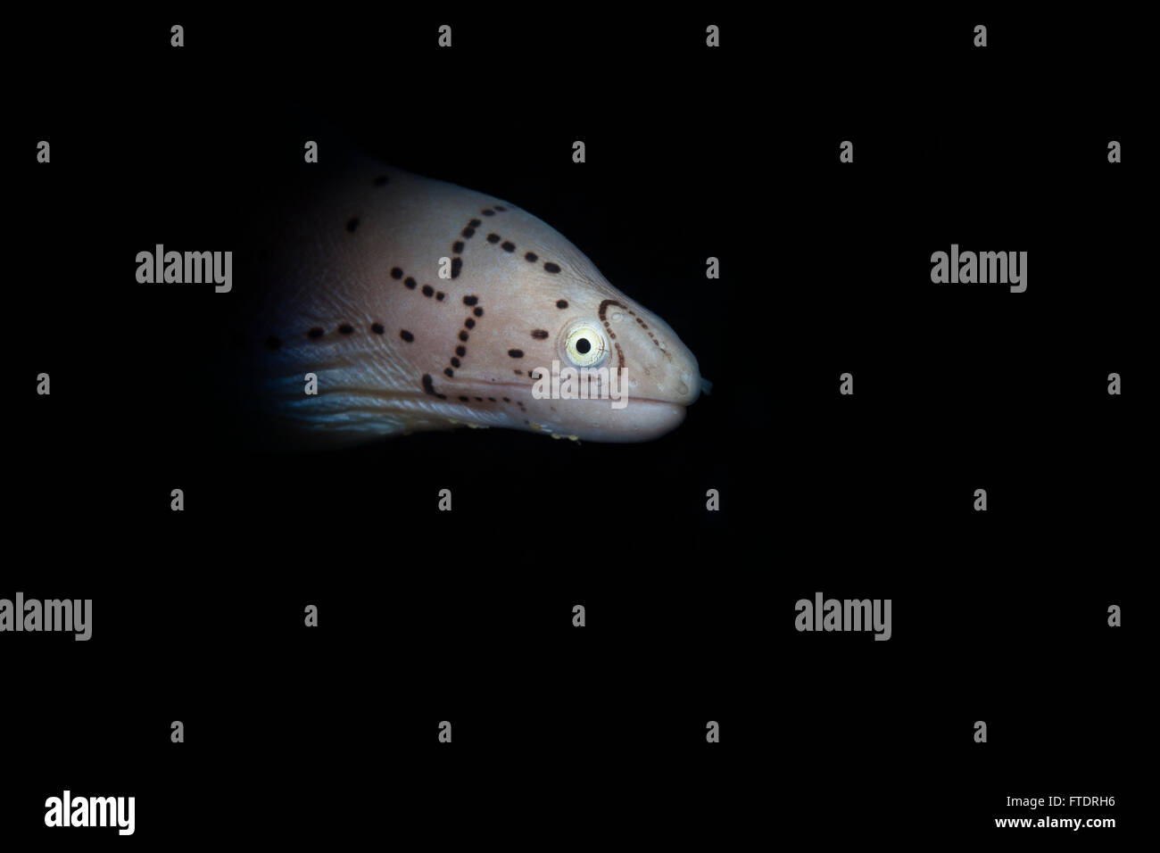 Grey eel and parasite Stock Photo - Alamy