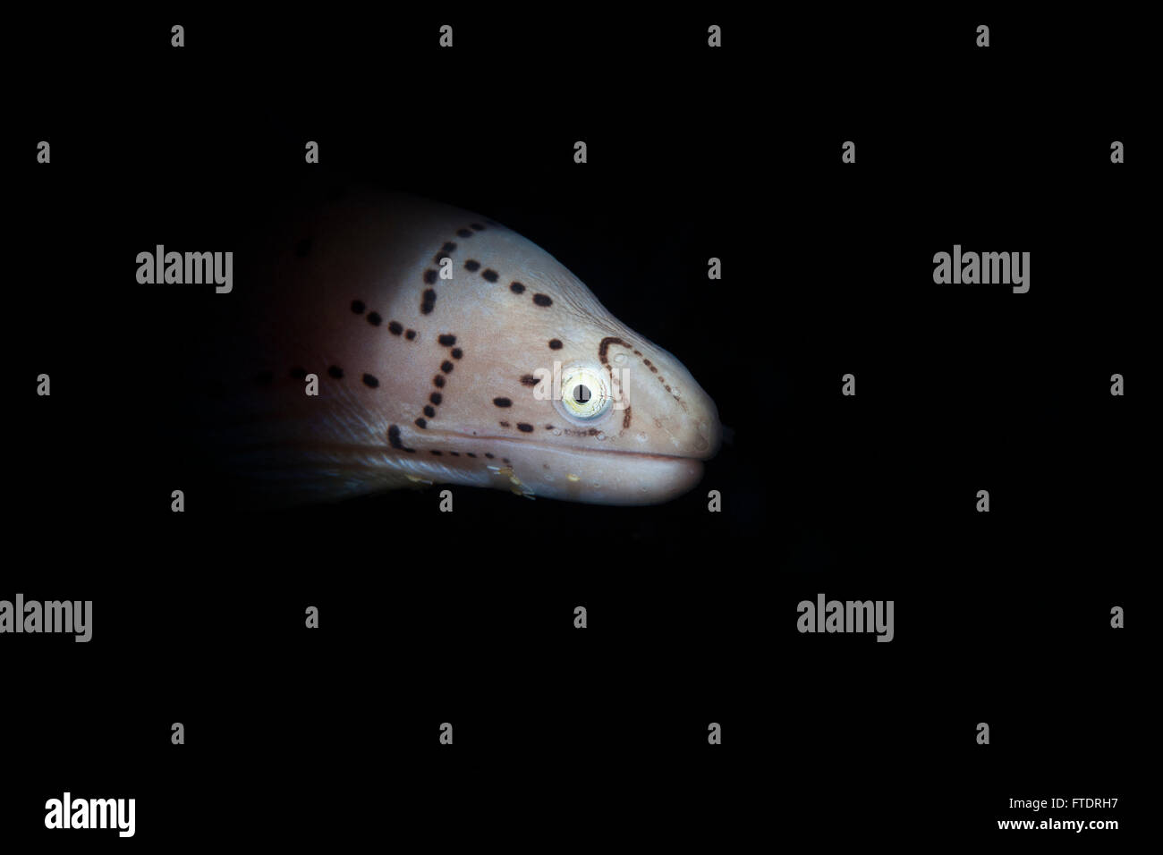 Grey eel and parasite Stock Photo - Alamy