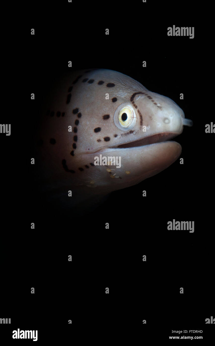Grey eel and parasite Stock Photo - Alamy