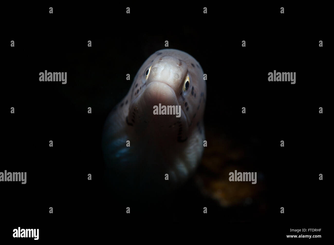 Grey eel and parasite Stock Photo - Alamy