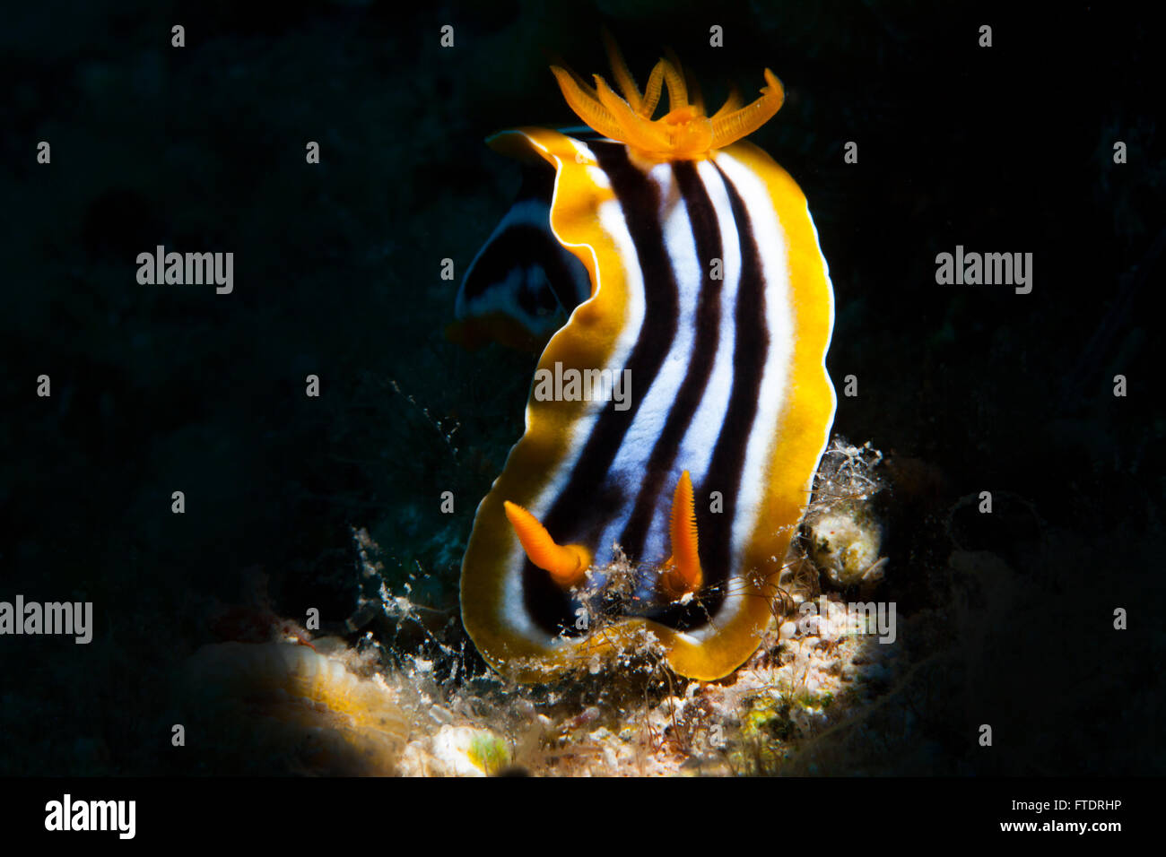 Chromodoris magnifica nudibranch hi-res stock photography and images ...