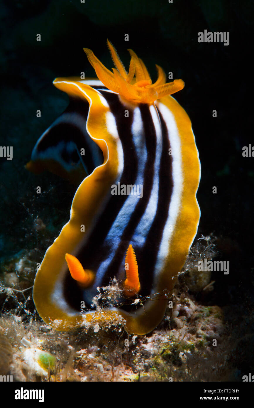 Chromodoris magnifica hi-res stock photography and images - Alamy
