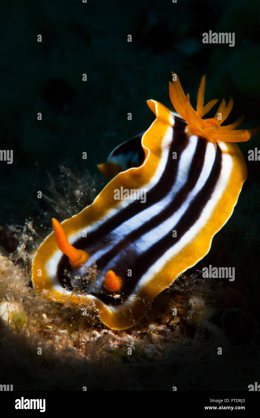 Chromodoris Magnifica Nudibranch Stock Photo - Alamy