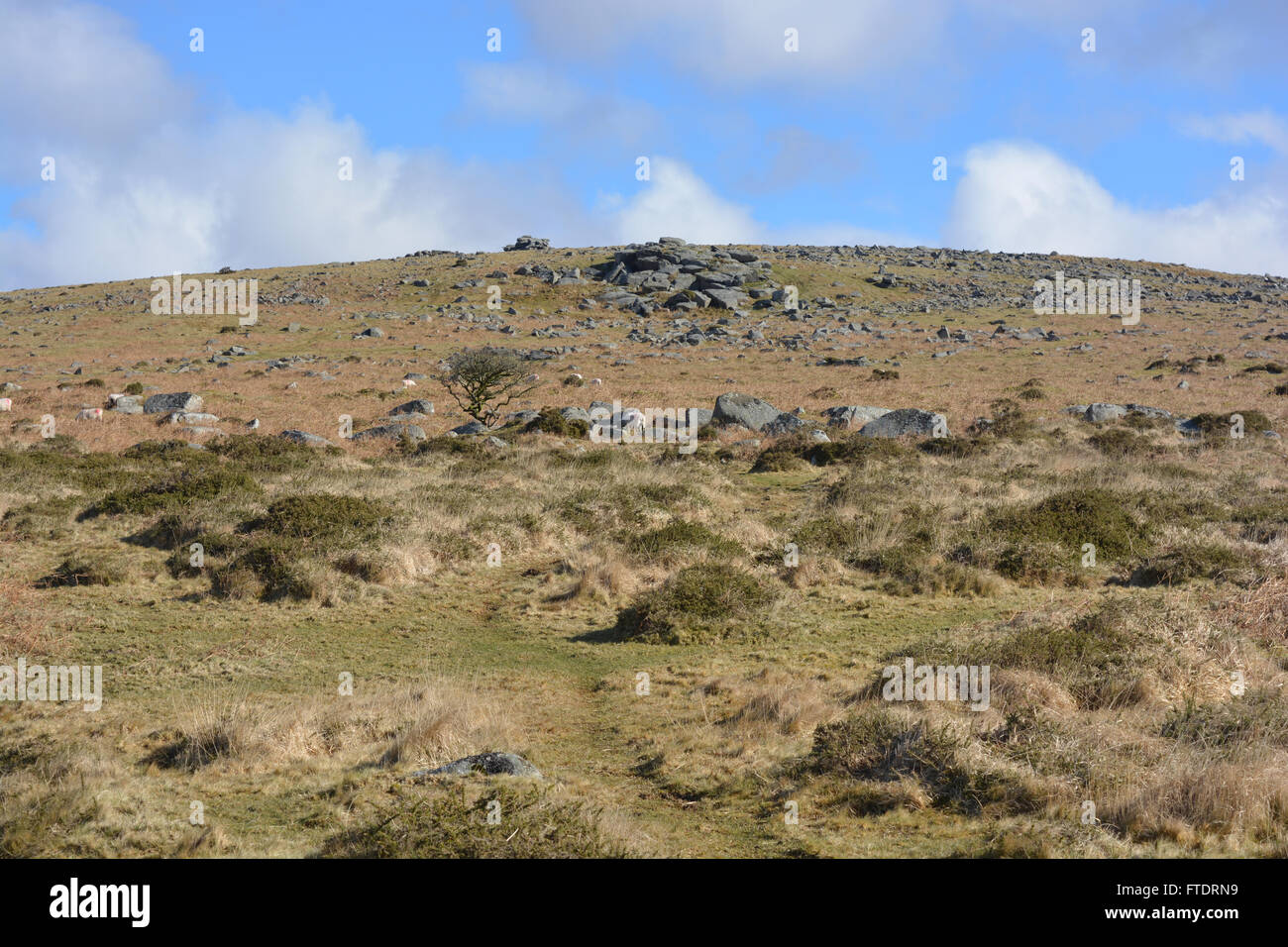 View to the Staple Tors, Dartmoor National Park, Devon, England Stock ...