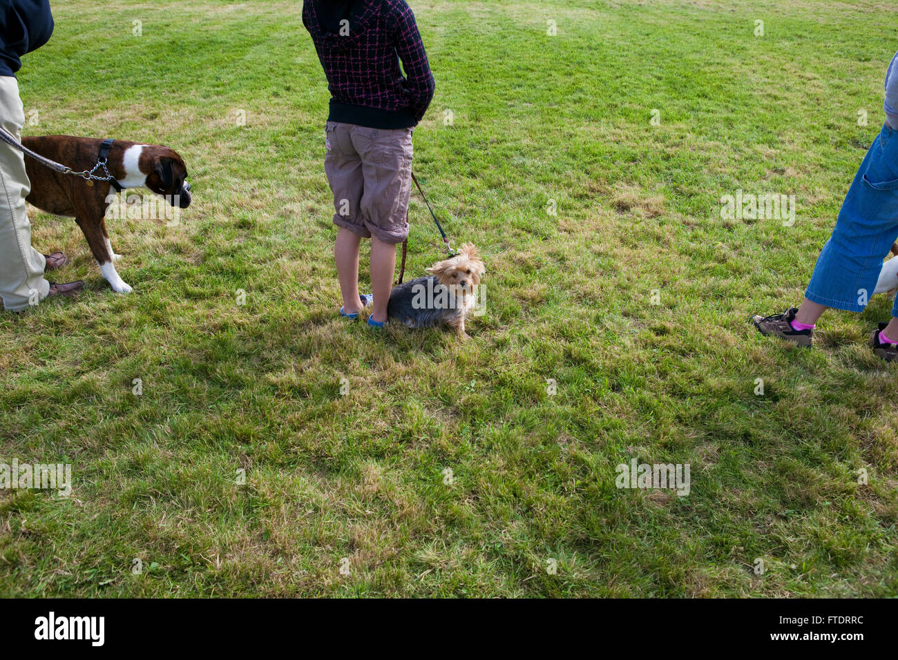 A line up of dogs waiting for the results of a local dog show as they ...