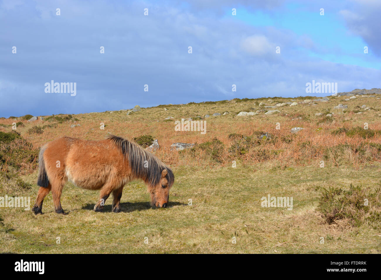English wilderness hi-res stock photography and images - Alamy