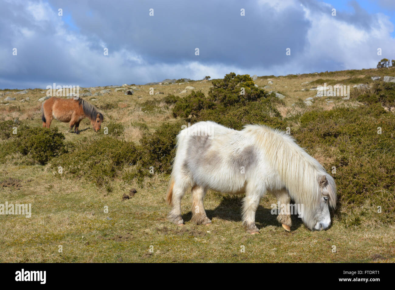 Two Dartmoor ponies grazing on the open moor in early Spring, Dartmoor ...