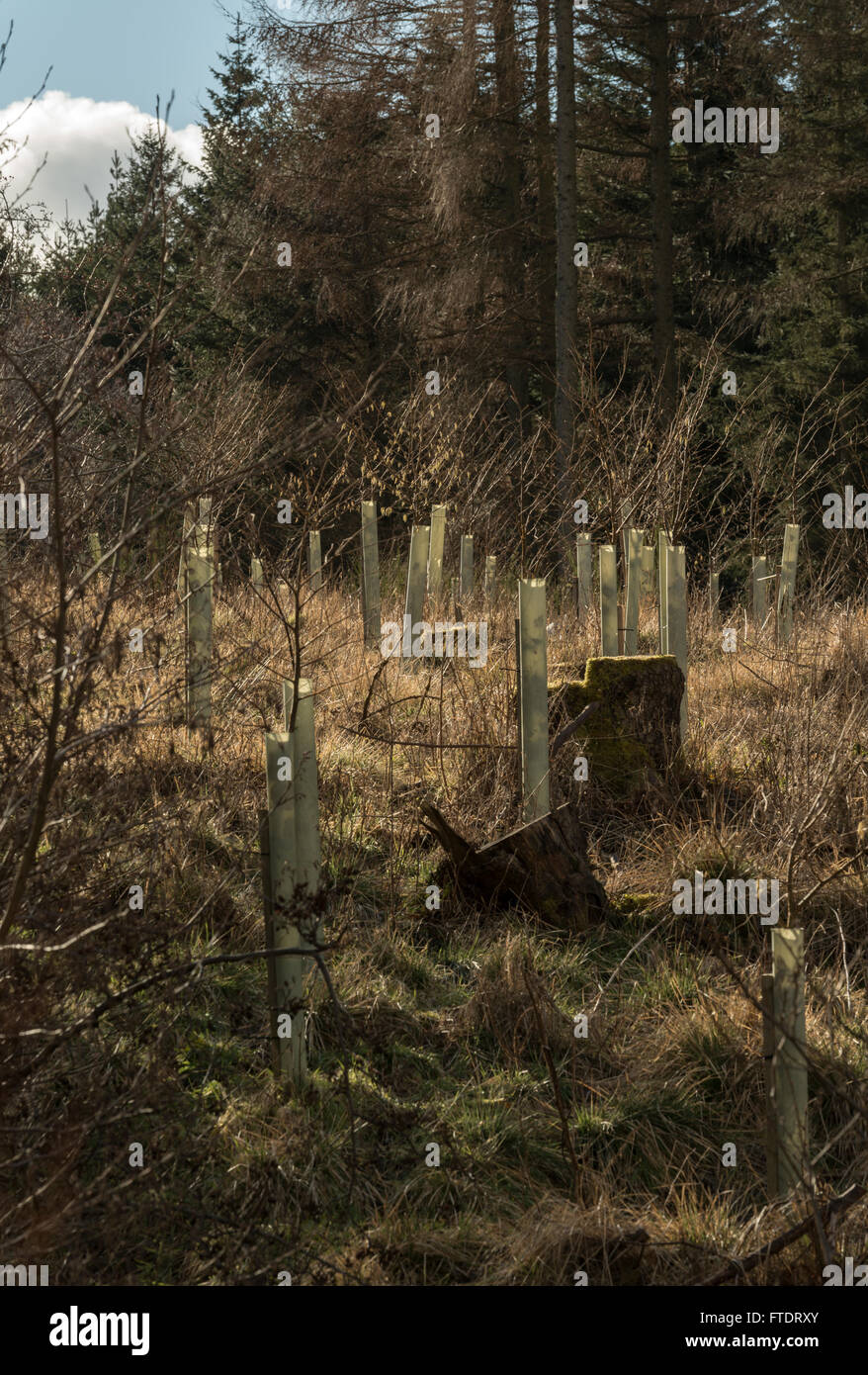 New tree plantings in forest, Moncrieffe Hill, Perth , Scotland Stock ...