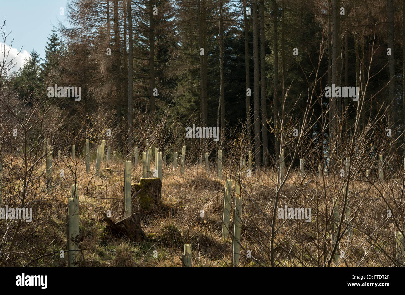 New tree plantings in forest, Moncrieffe Hill, Perth , Scotland Stock ...