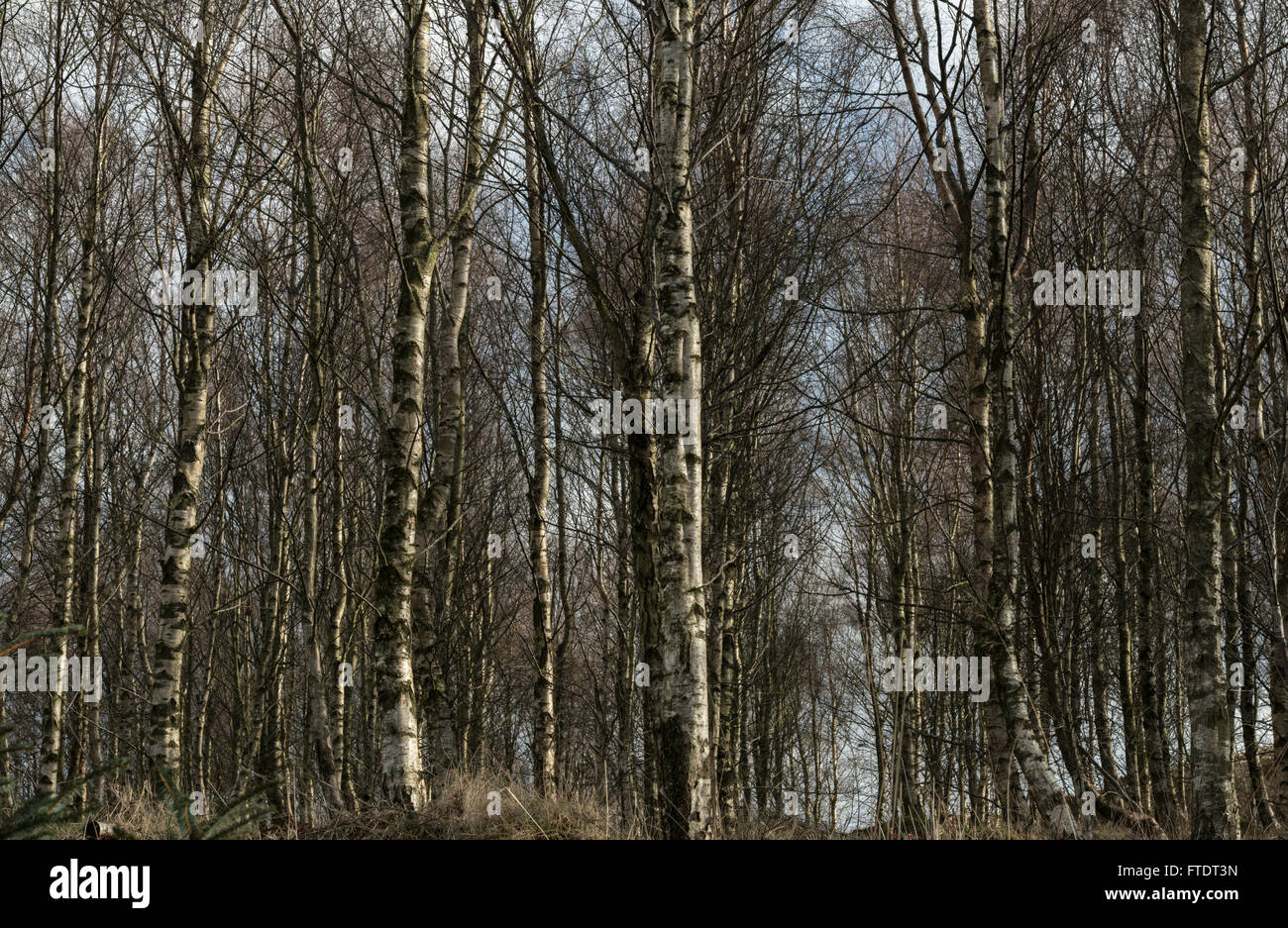 Forest Silver Birch Wood Betula High Resolution Stock Photography and ...