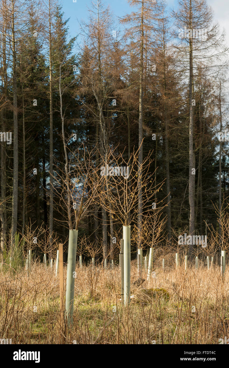 New tree plantings in forest, Moncrieffe Hill, Perth , Scotland Stock ...
