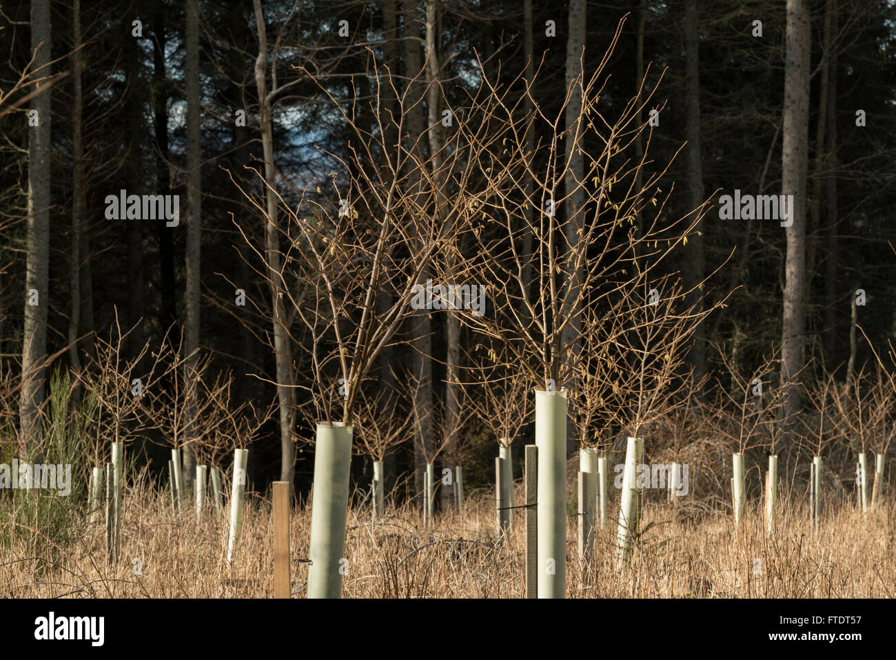 New tree plantings in forest, Moncrieffe Hill, Perth , Scotland Stock ...
