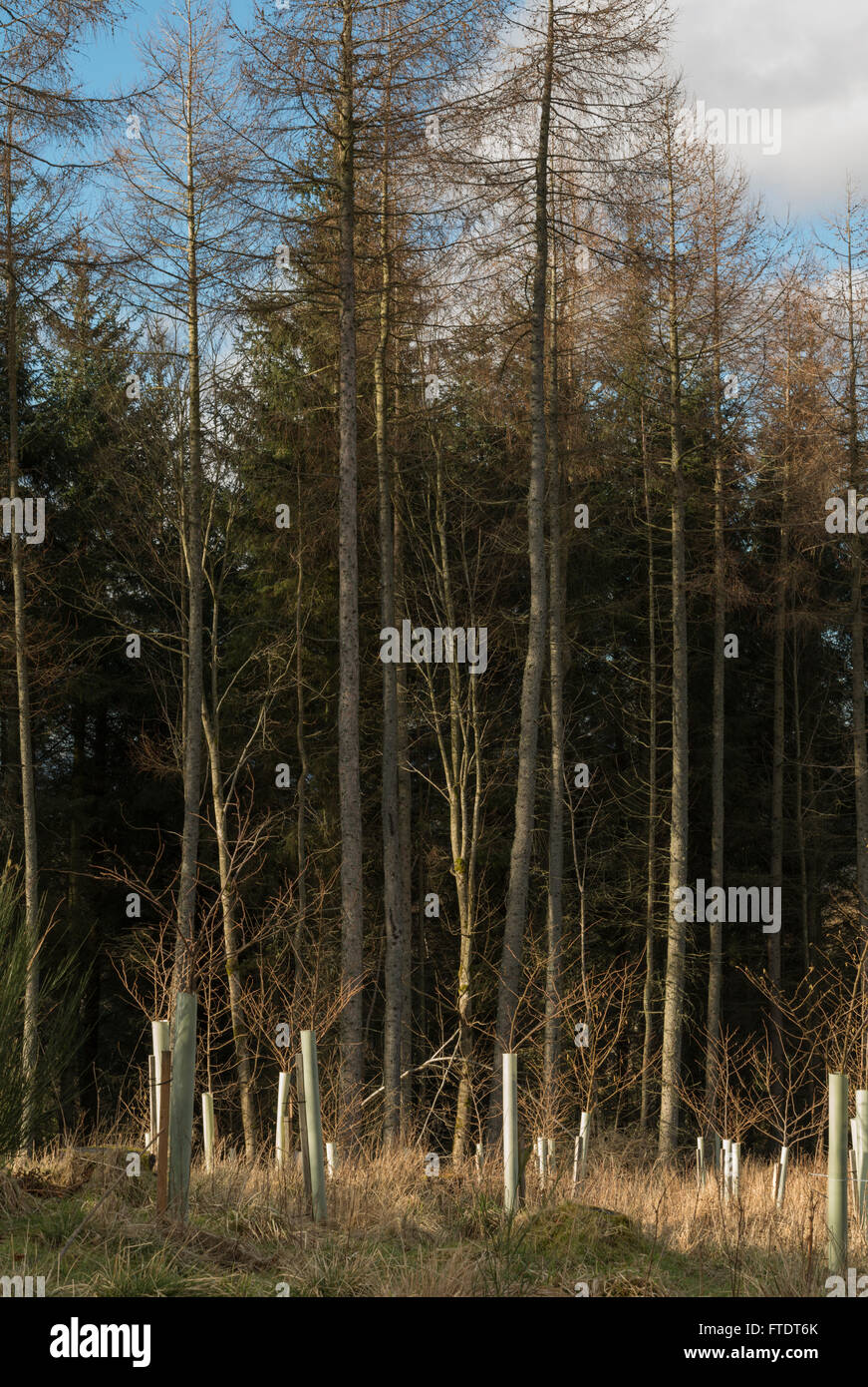 New tree plantings in forest, Moncrieffe Hill, Perth , Scotland Stock ...
