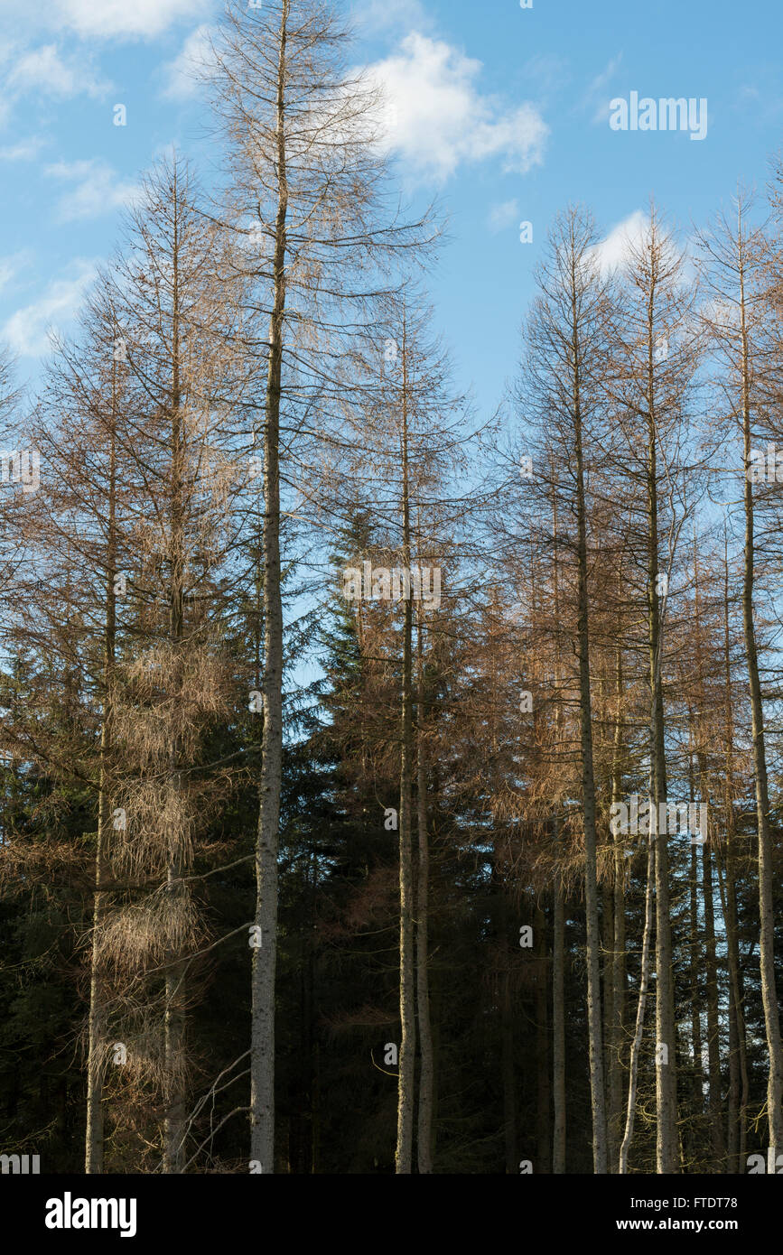 Larch Trees Uk High Resolution Stock Photography and Images - Alamy