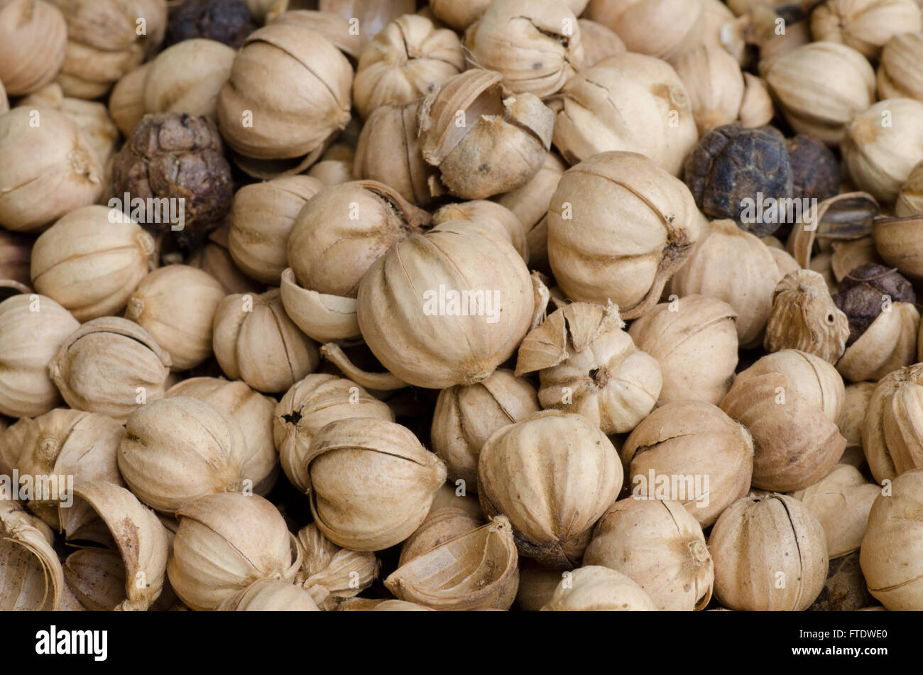 Siam cardamom hi-res stock photography and images - Alamy