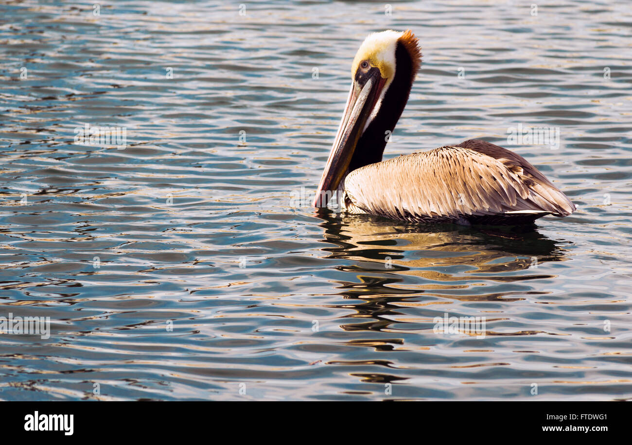 Brown Wild Pelican Bird San Diego Marina Animal Feathers Stock Photo ...