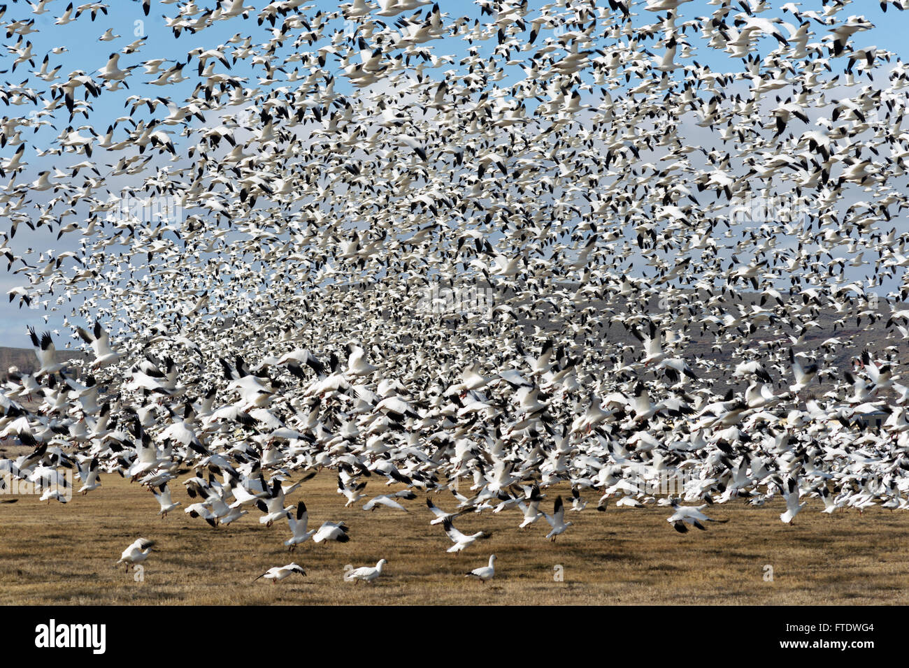 Large flock snow blue hi-res stock photography and images - Alamy