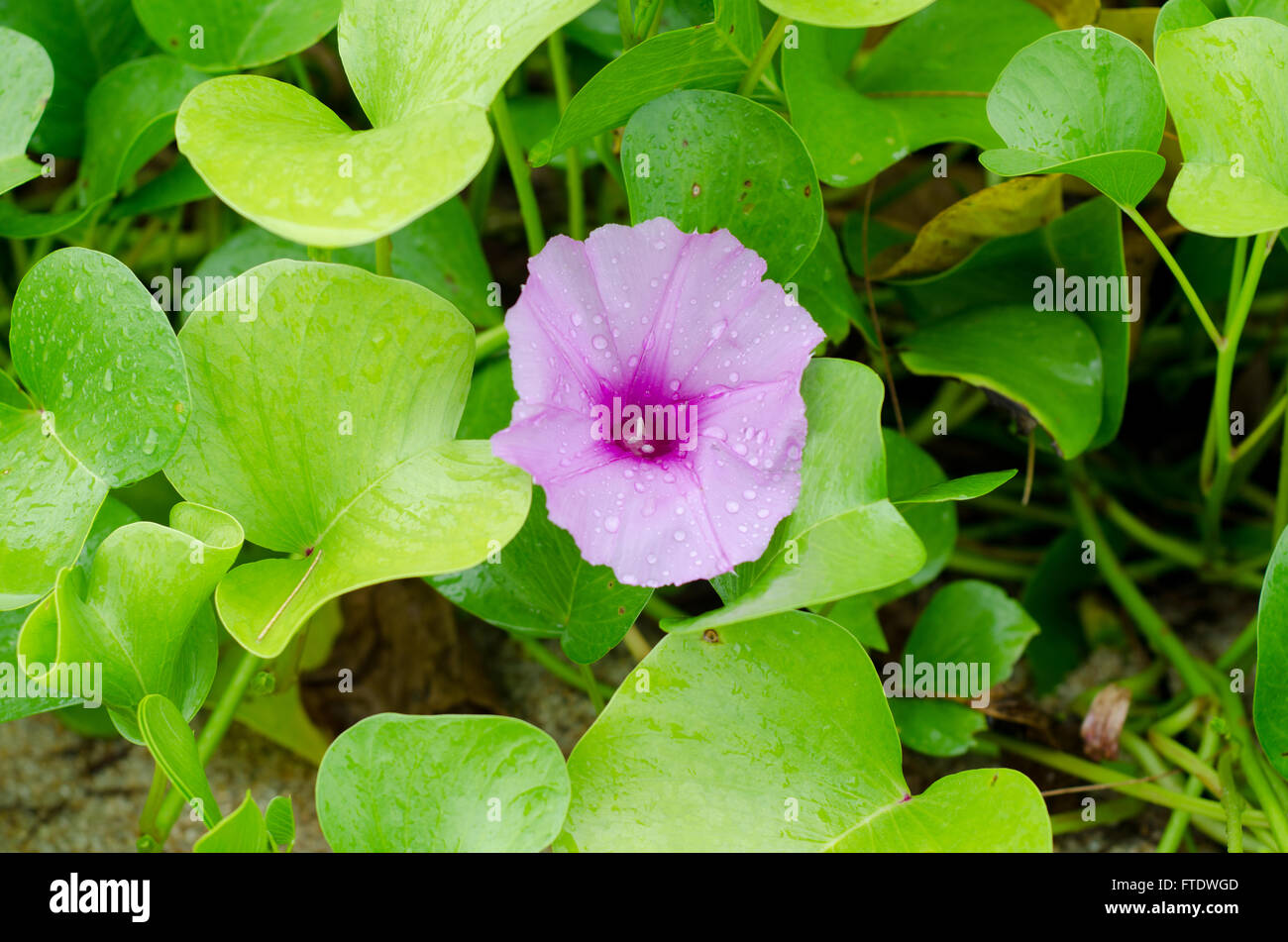 Ground morning glory hi-res stock photography and images - Alamy