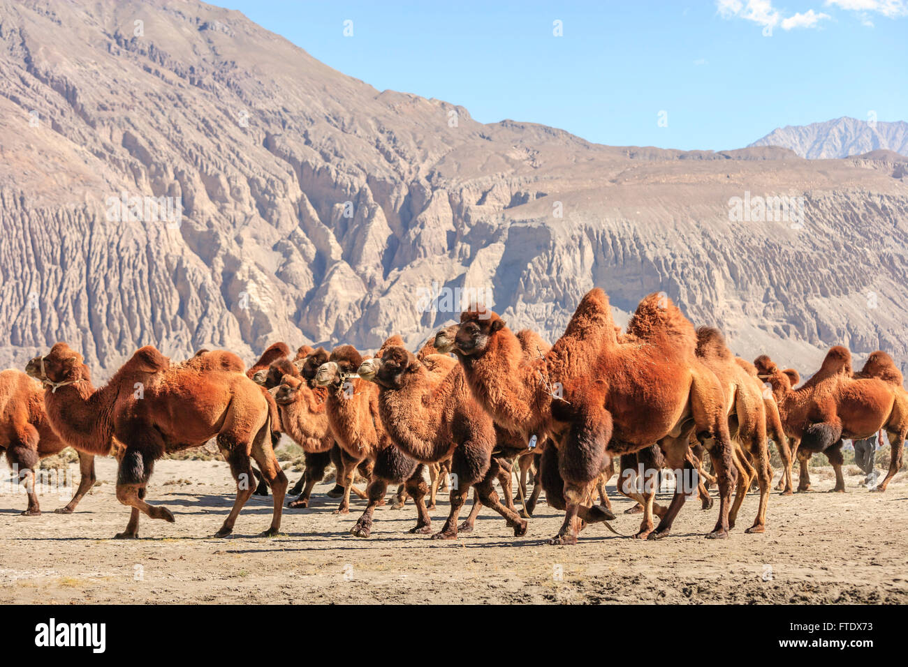 Camel at Nubra valley, Ladakh province, India Stock Photo - Alamy