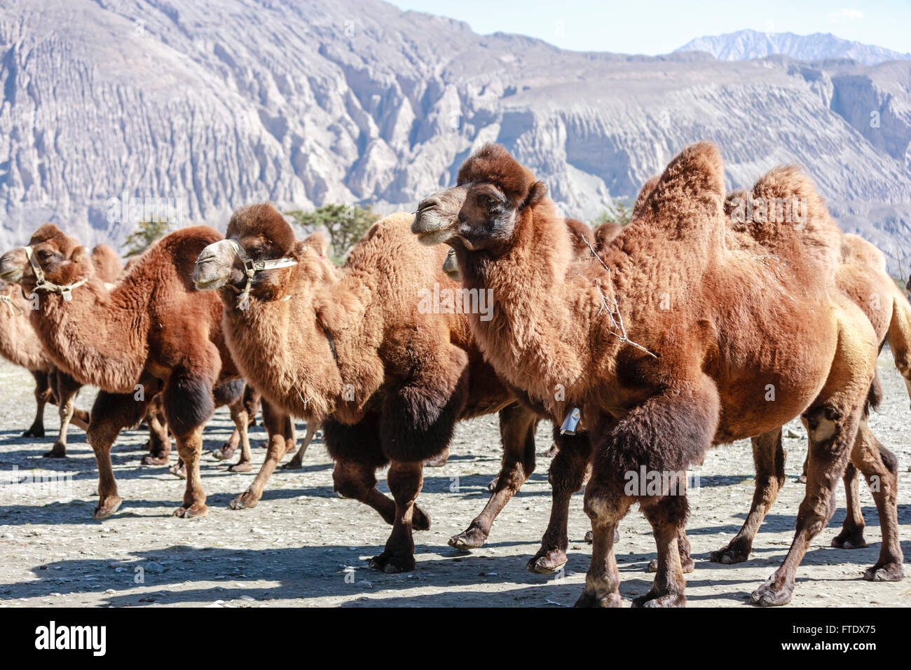 Camel at Nubra valley, Ladakh province, India Stock Photo - Alamy