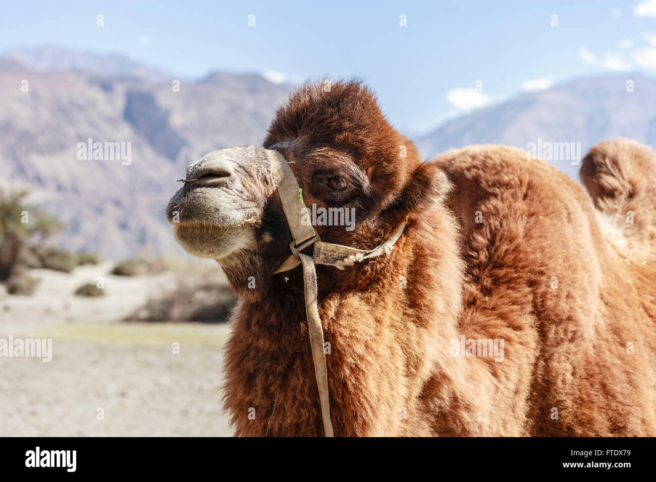 Camel at Nubra valley, Ladakh province, India Stock Photo - Alamy