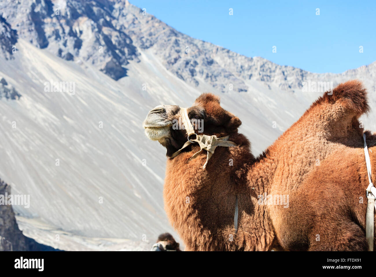Camel at Nubra valley, Ladakh province, India Stock Photo - Alamy