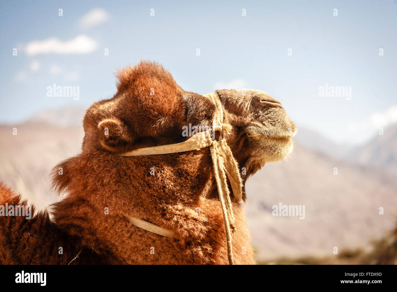 Camel at Nubra valley, Ladakh province, India Stock Photo - Alamy