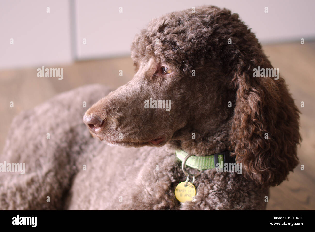 Brown standard poodle hi-res stock photography and images - Alamy