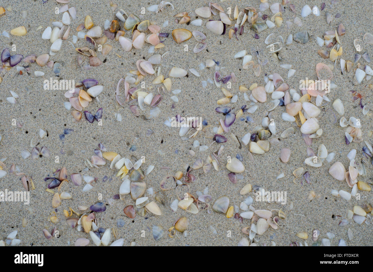 Wet beach sand with seashells background Stock Photo - Alamy