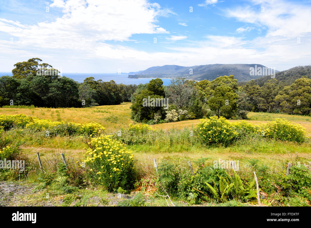 Summer in the Tasman Peninsula, Tasmania, Australia Stock Photo - Alamy