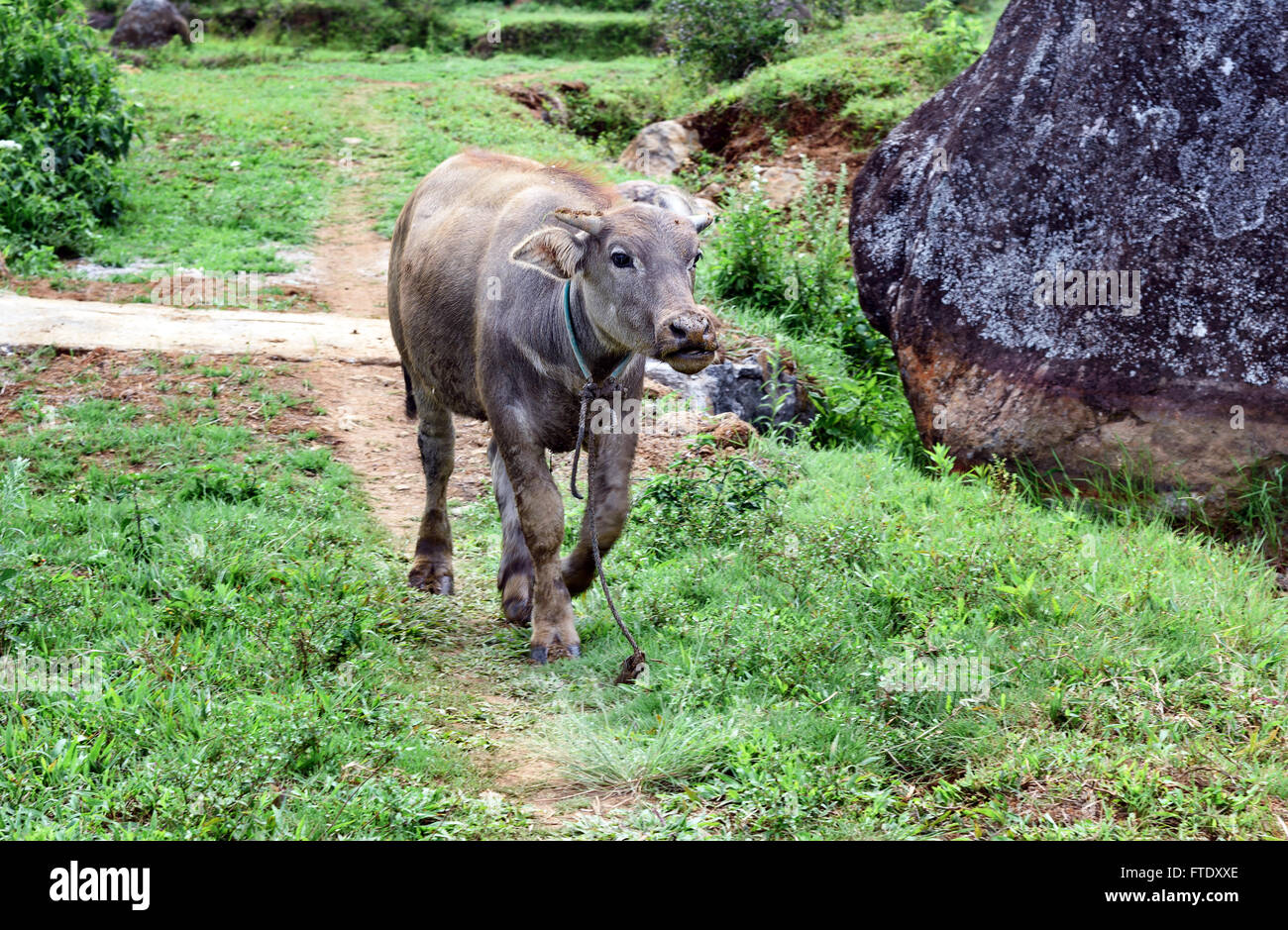 Buffalo rice field in Tana Toraja in Tana Toraja. Sulawesi. Indonesia ...