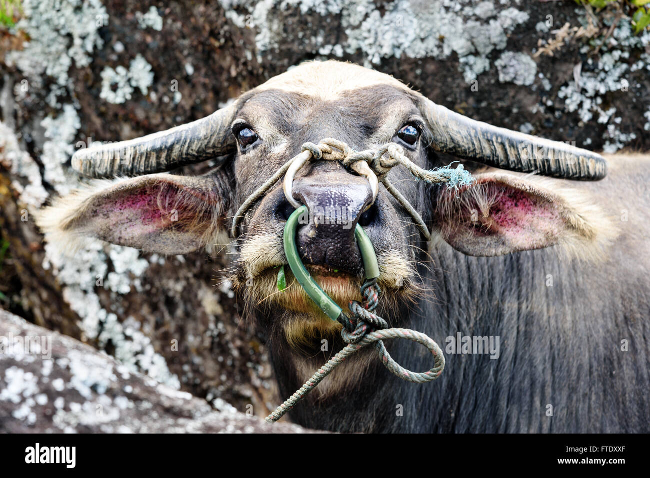 Head of buffalo in Tana Toraja. Sulawesi. Indonesia Stock Photo - Alamy