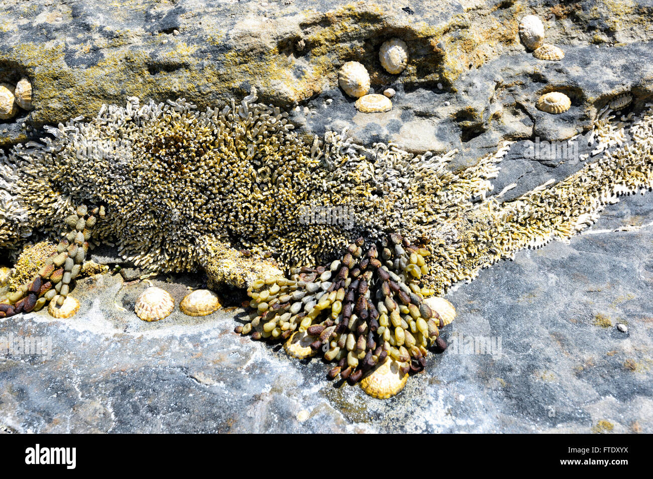 Australian seashells hi-res stock photography and images - Alamy