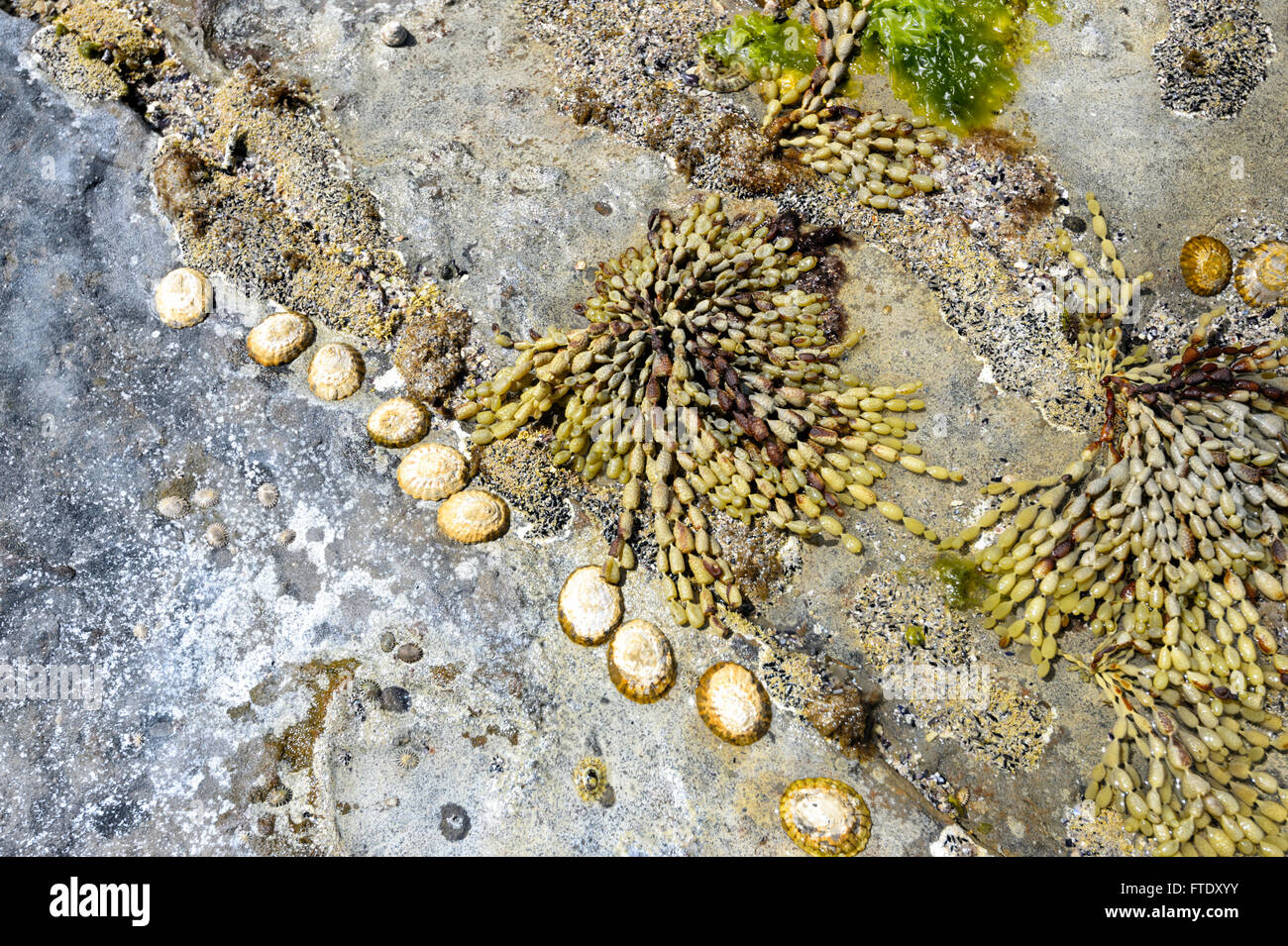 Australian seashells hi-res stock photography and images - Alamy