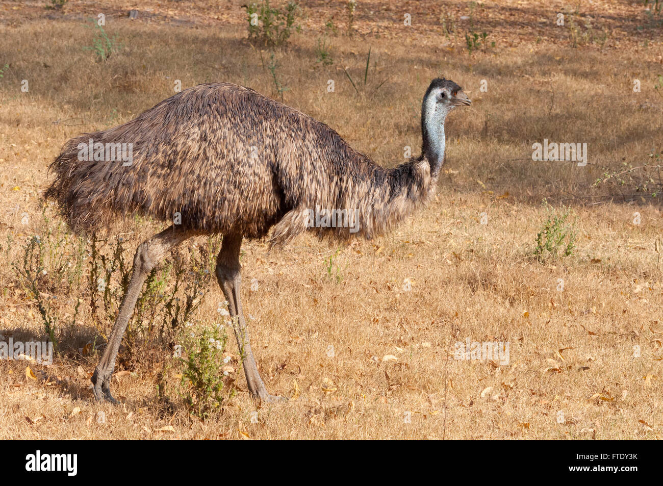 Emu (Dromaius novaehollandiae Stock Photo - Alamy